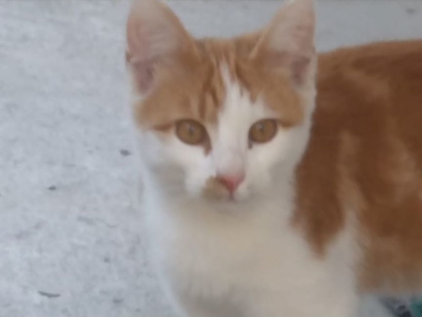 Котенок мальчик 3,5 месяца