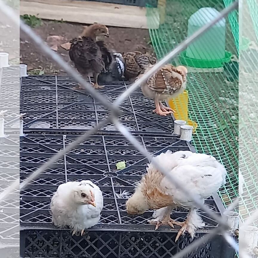 Подрощенные цыплята