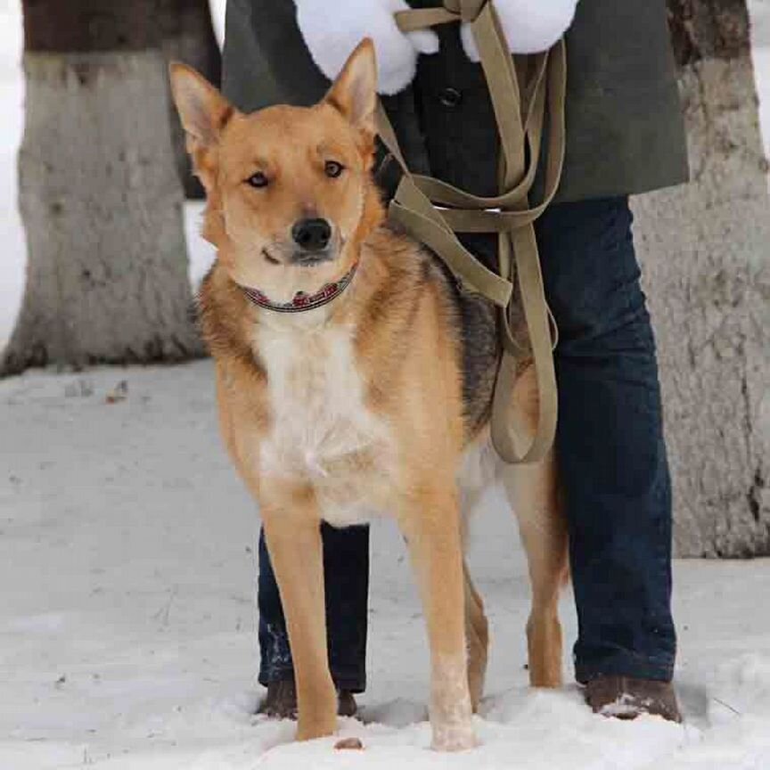 Прекрасный молодой пес ищет дом