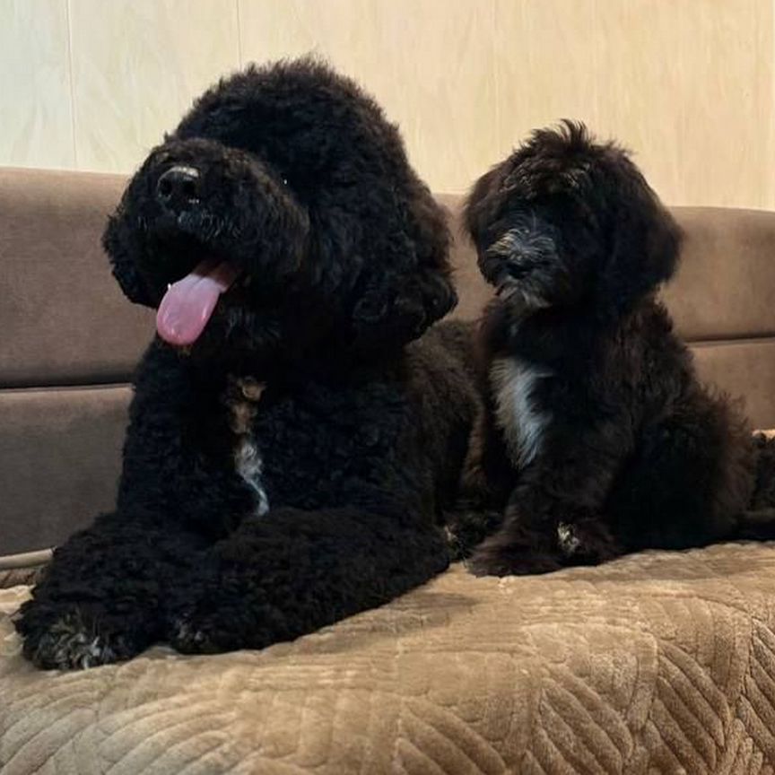 Пудель, щенок