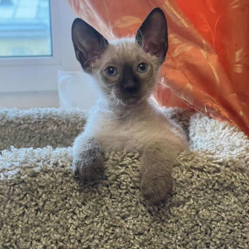 Продам тайских котят