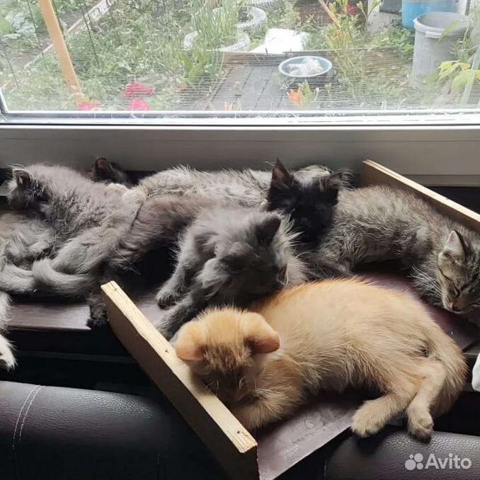 Котята сибирской кошки