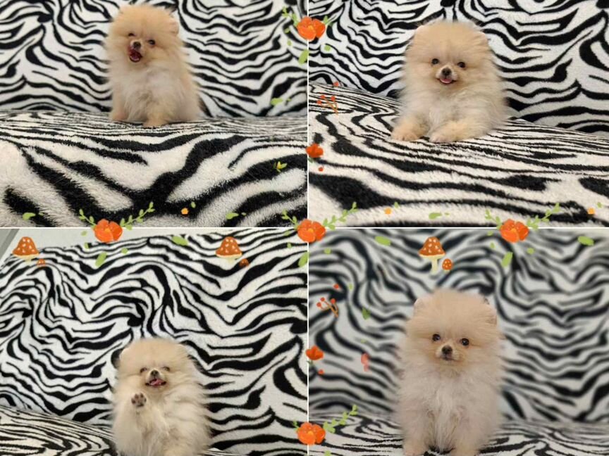 Очень маленькая девочка шпиц