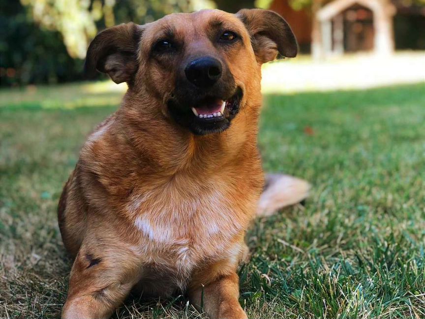 Солнечно-рыжий мальчик в добрые руки
