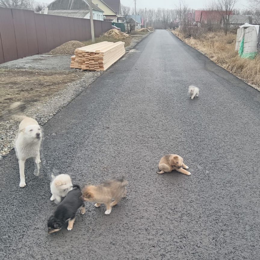 Щенки дворовые