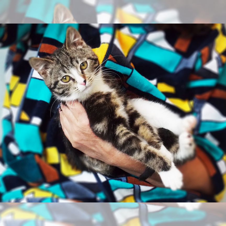 Шотландский прямоухий короткошёрстный котёнок