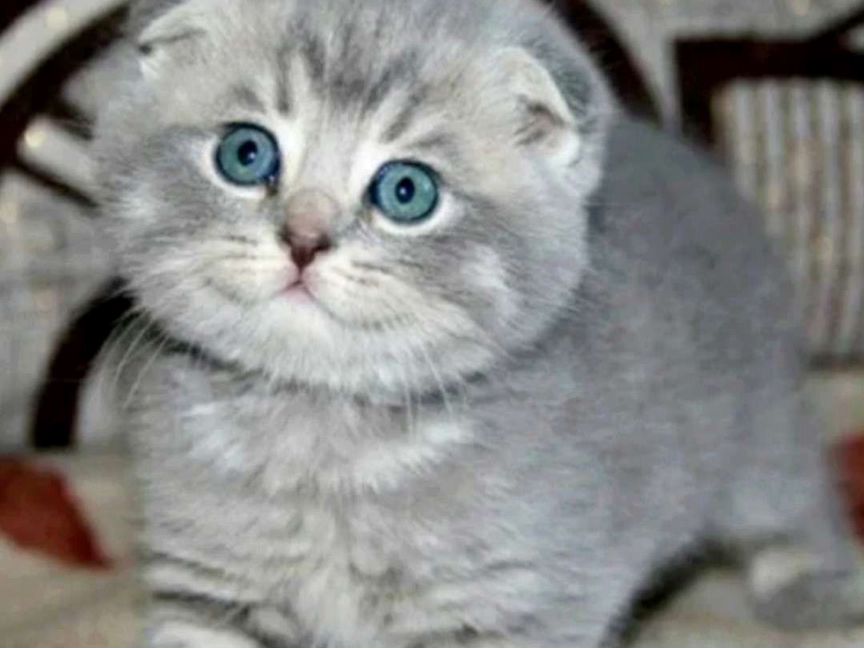 Вислоухие Мишки) Голубой Табби