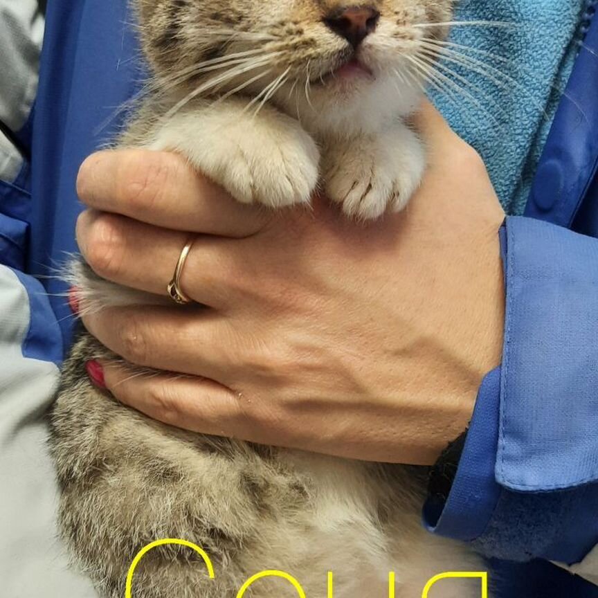 Ласковые котята в добрые руки