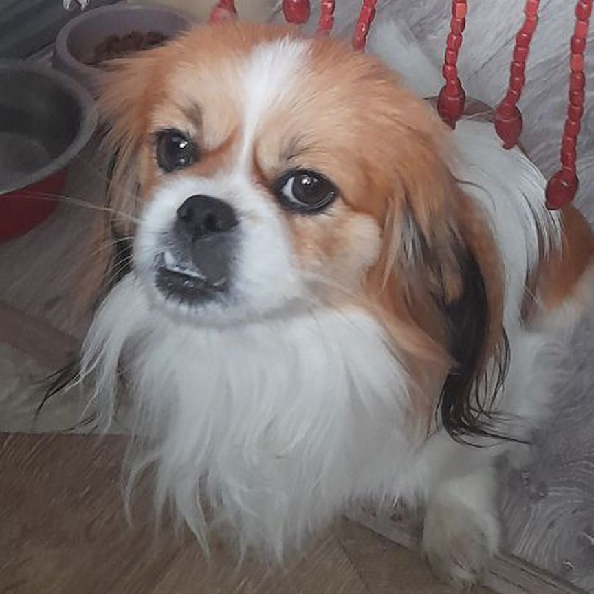 Пекинес, щенок