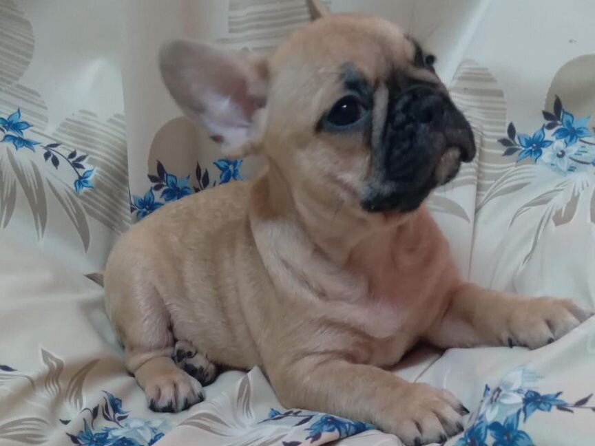 Французята