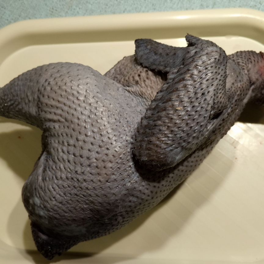 Петух с чёрной кожей - живой или на мясо