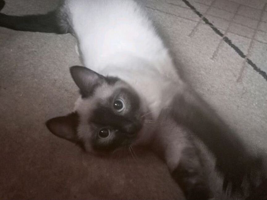 Кот Сиамский