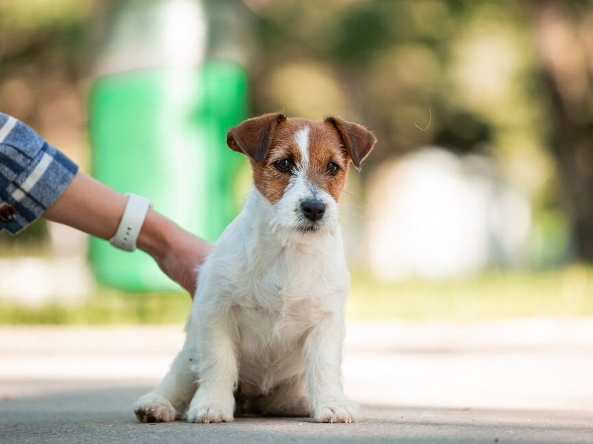 Джек рассел терьер