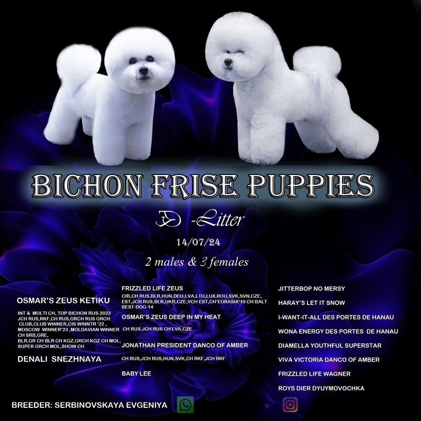 Щенки бишон фризе