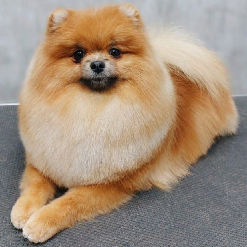 Немецкий шпиц, взрослая собака