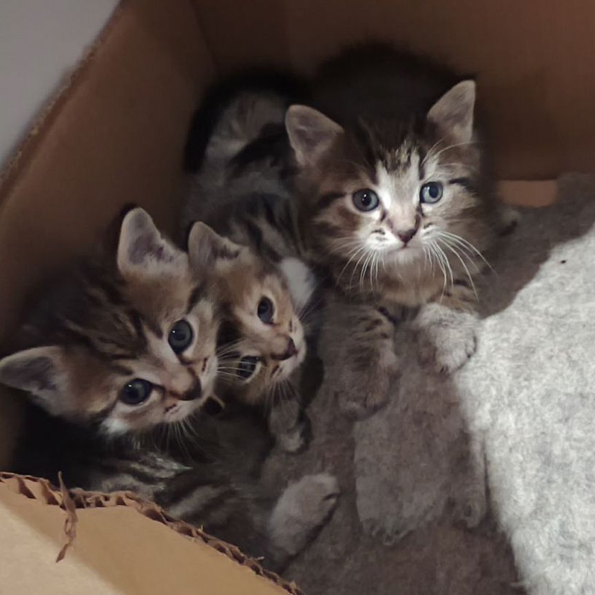 Азиатская табби котёнок