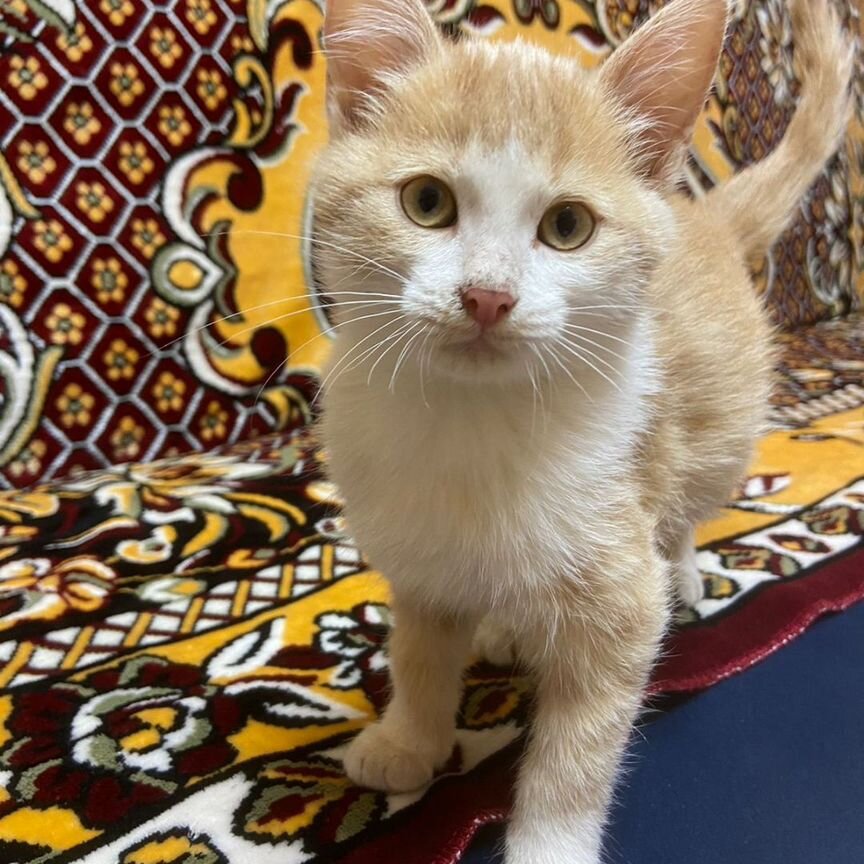 Котята в добрые руки бесплатно