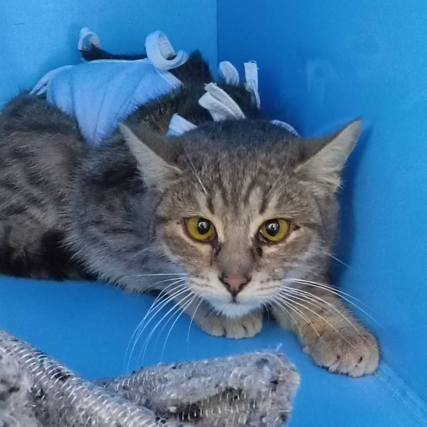 Котенок из дома под снос.Возвращаться некуда