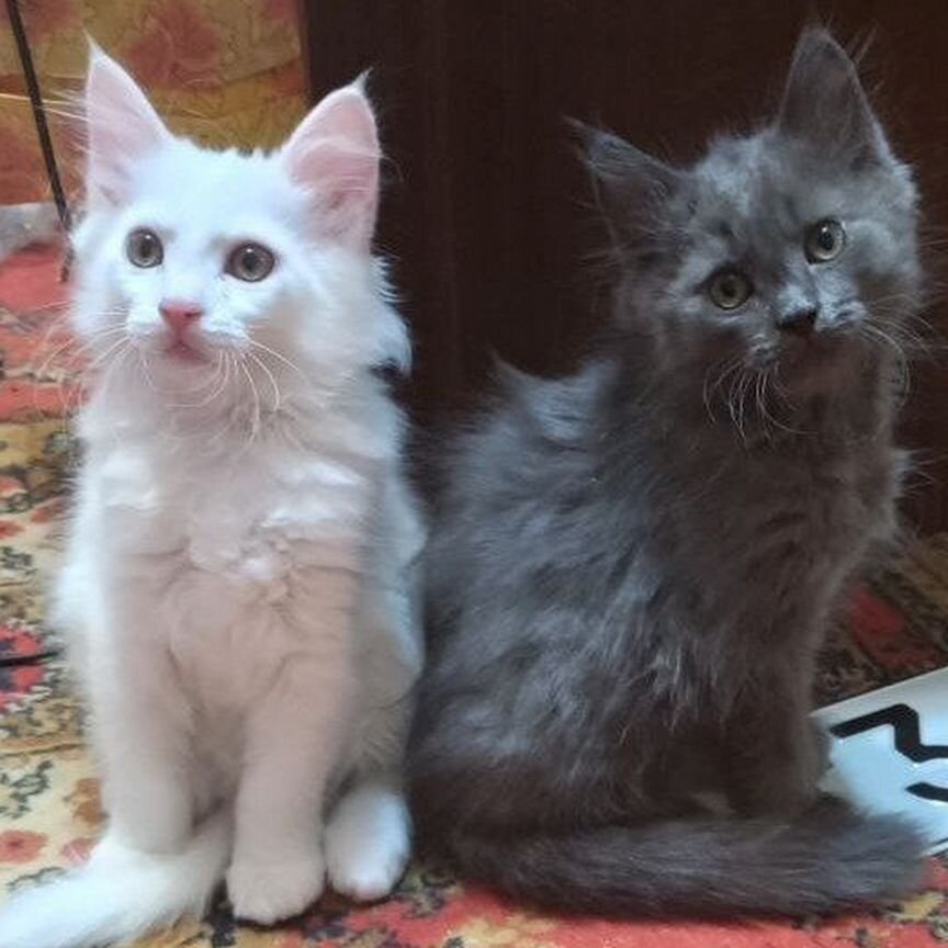 Мейн-кун котёнок