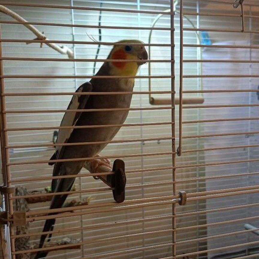 Попугай корелла с клеткой бесплатно