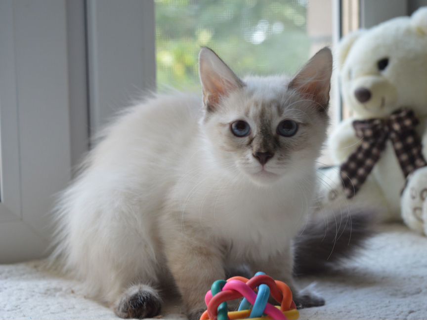 Невский котёнок Харди