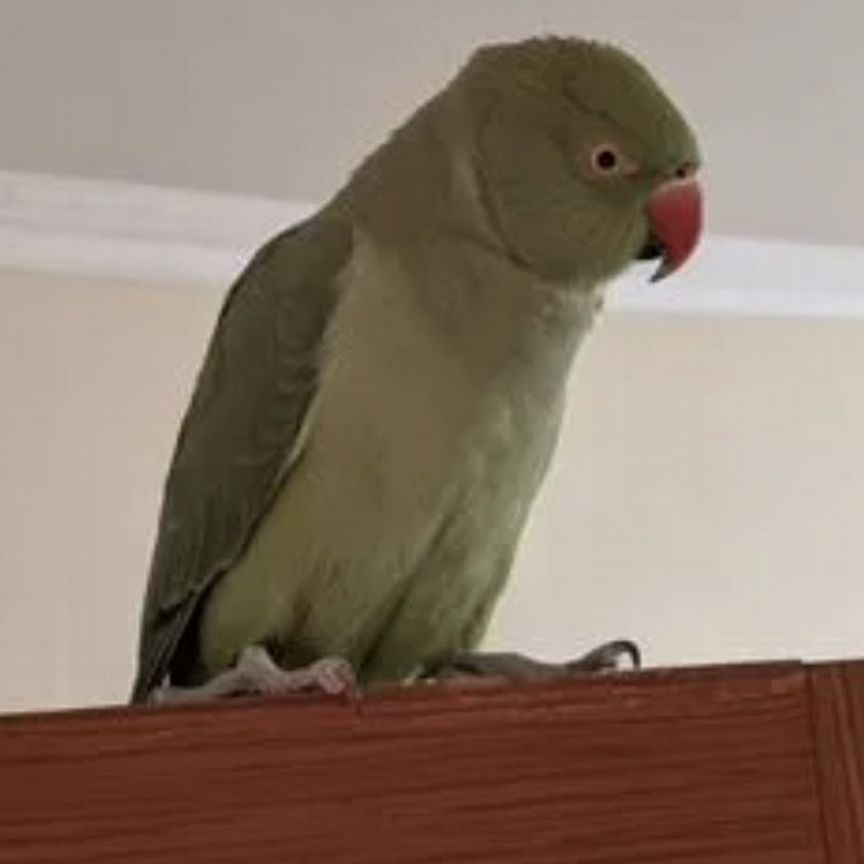 Ожереловый Попугай