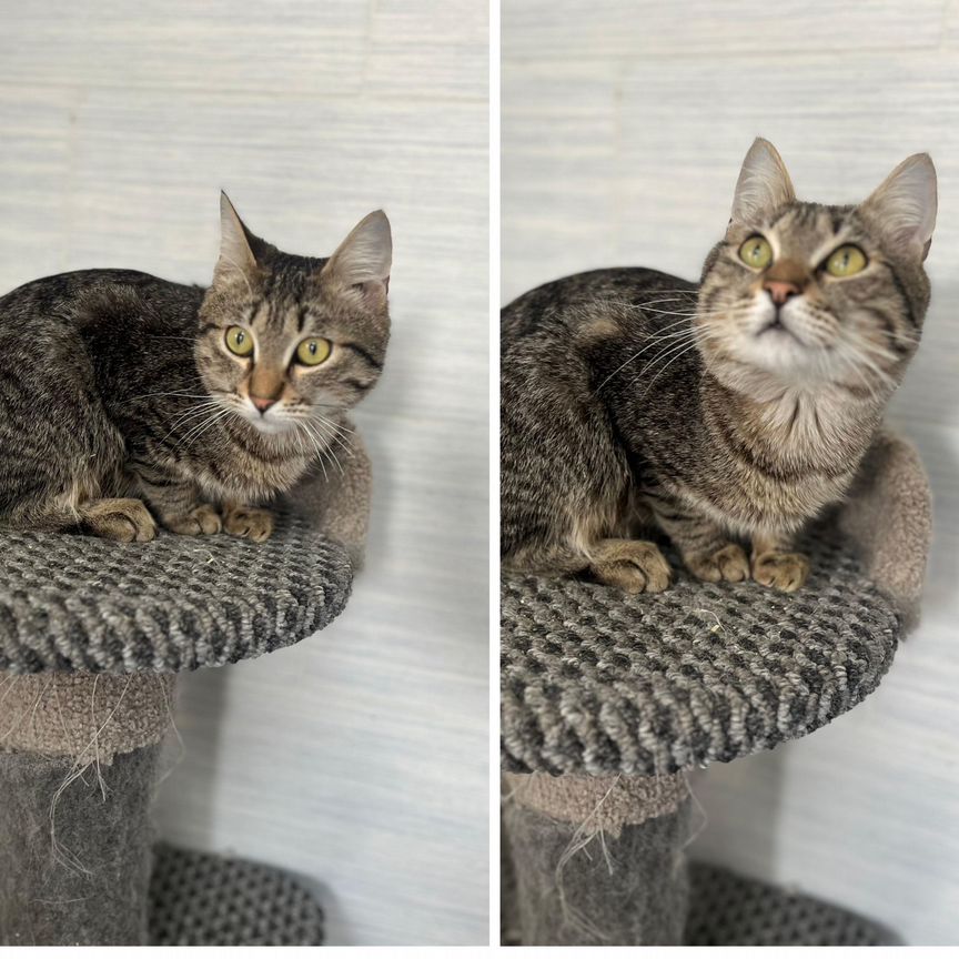 Котенок милый ласковый привитый
