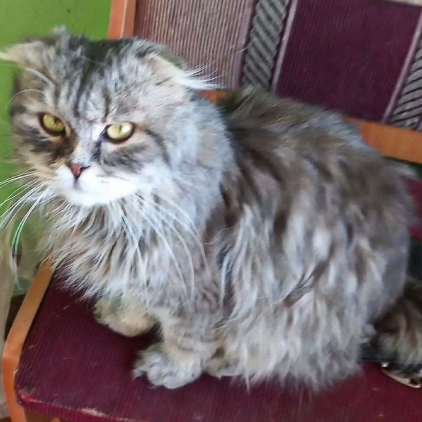 Шотландский вислоухий котик