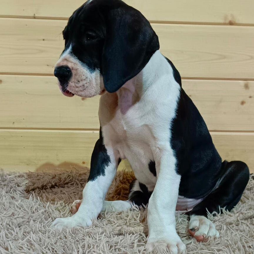 Немецкий дог