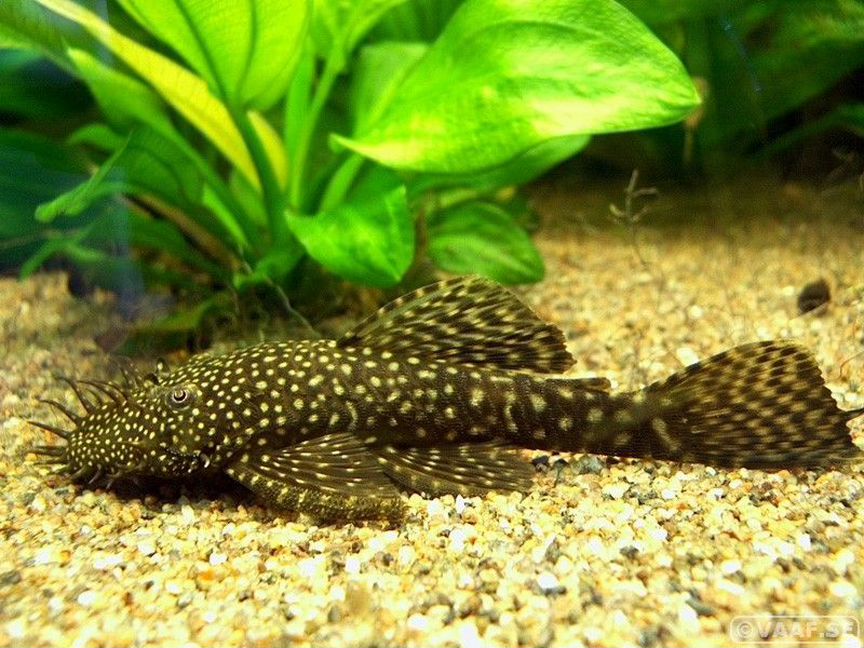 Отдам бесплатно сома Анциструс