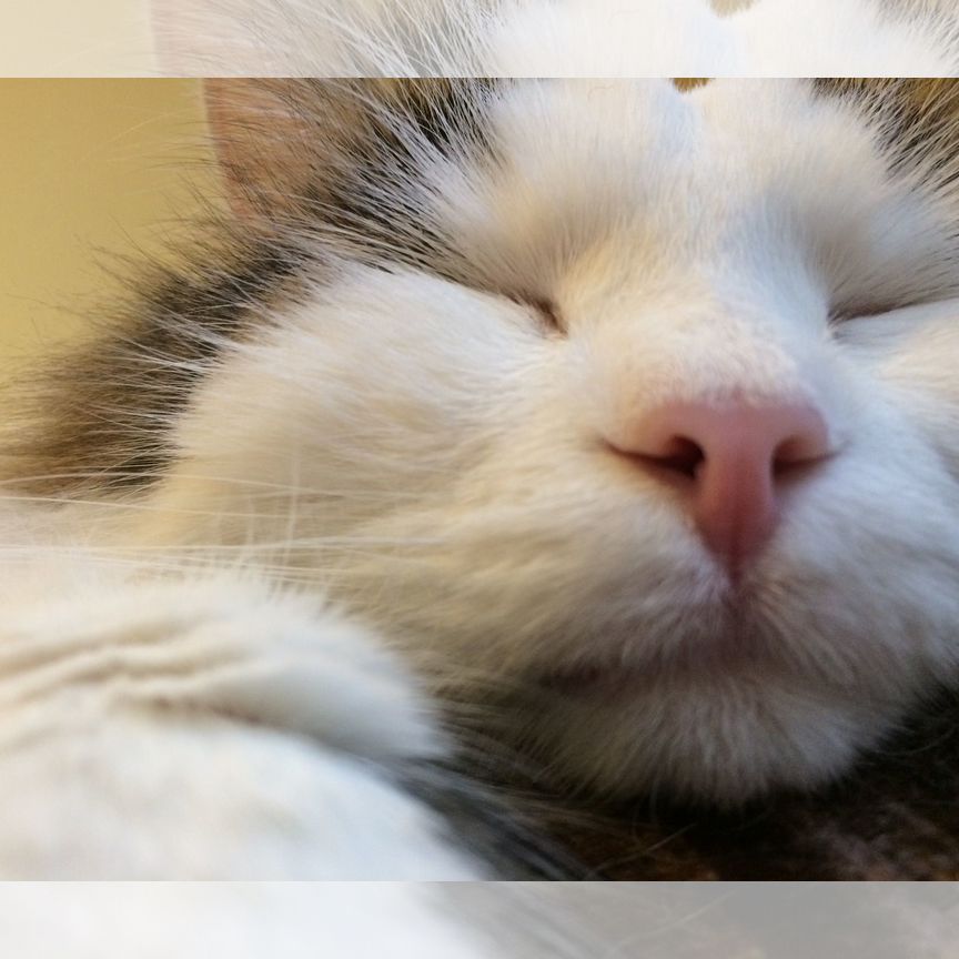 Кошка Марта