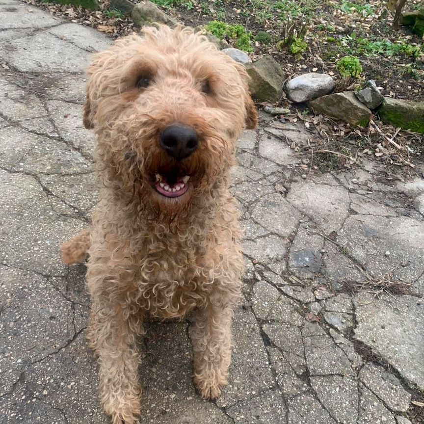 Эрдельтерьер в добрые руки