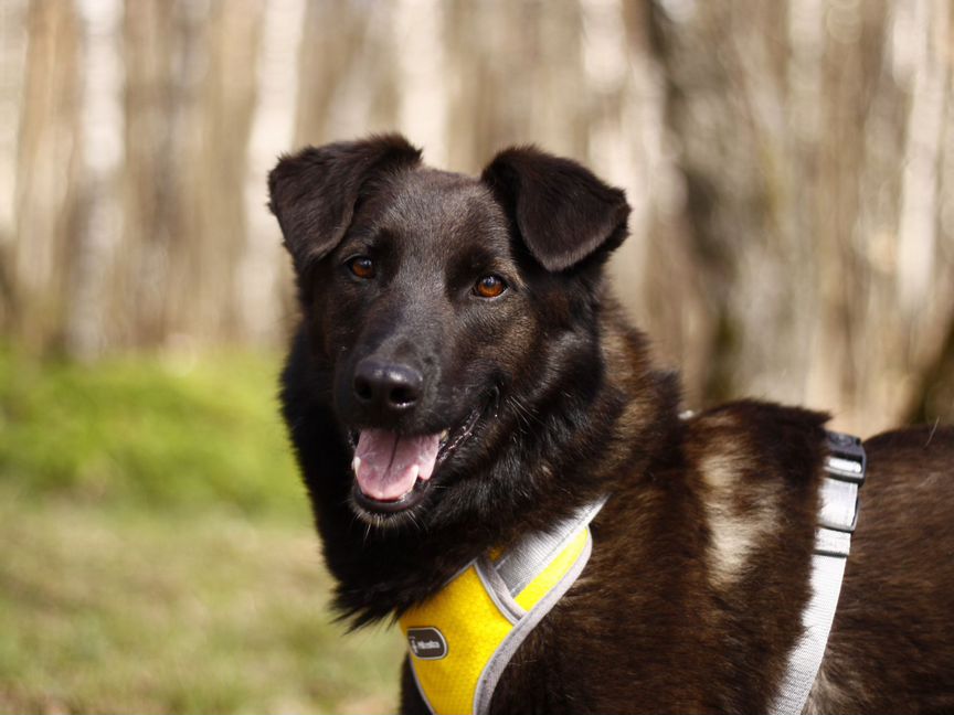 Собака в добрые руки