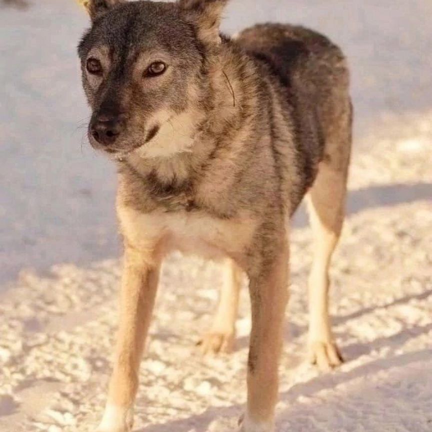 Кудряшка Сью пристраивается в добрые руки