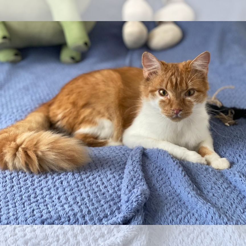 Взрослый кот в добрые руки