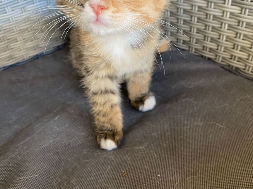 Котенок кошечка трехцветочка