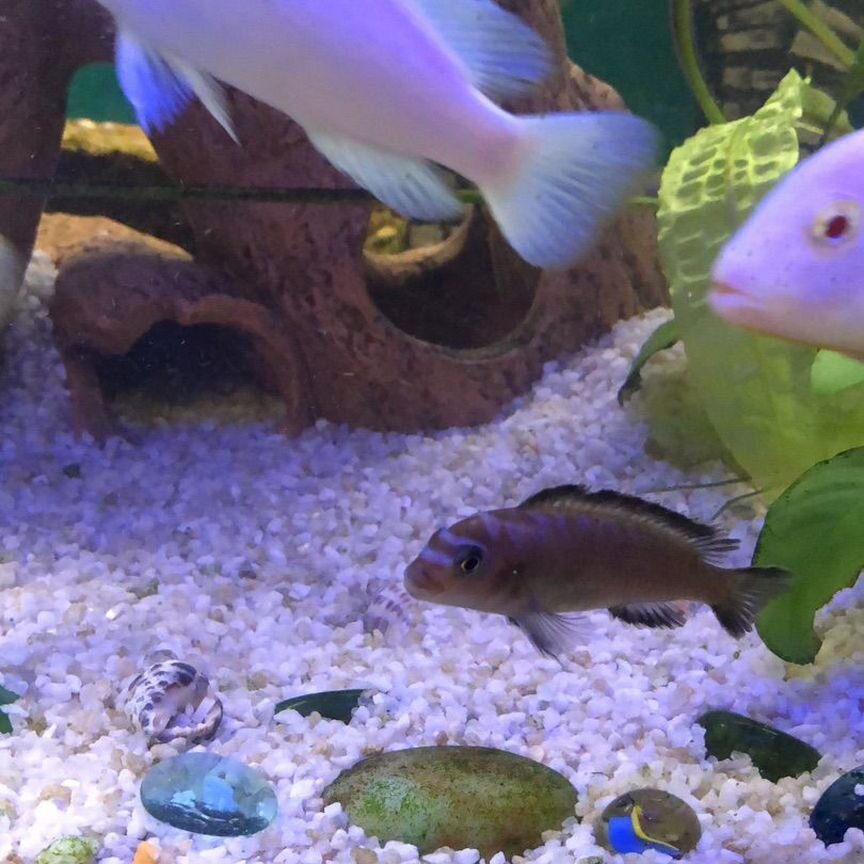 Аквариумистика