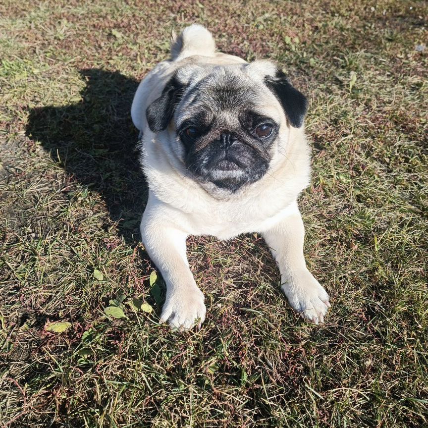 Мопсы продажа