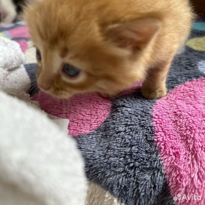 Котята 1 месяц,отдадим добрым людям