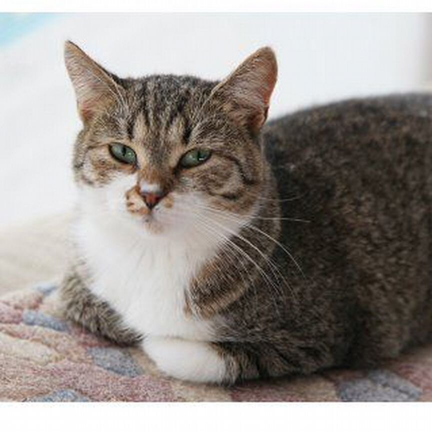 Взрослая кошка из приюта