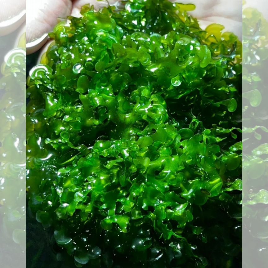 Ломариопсис линеата папоротник печёночник