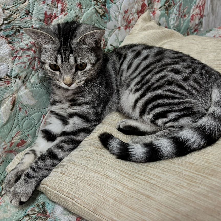 Котенок