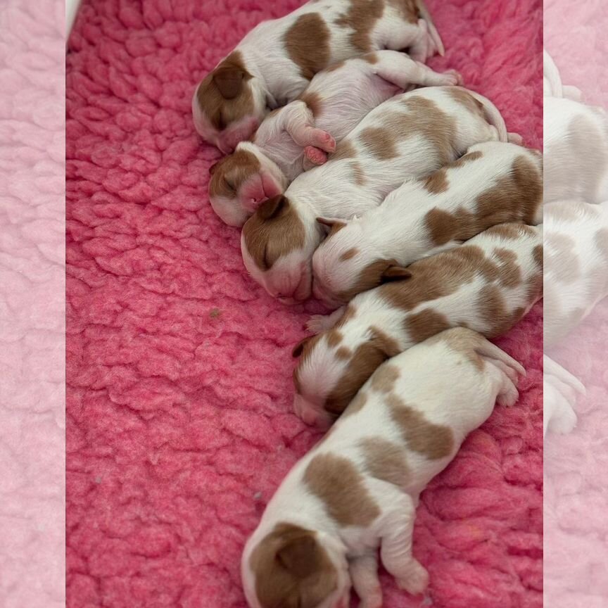 Кавалер кинг-чарльз-спаниель, щенок