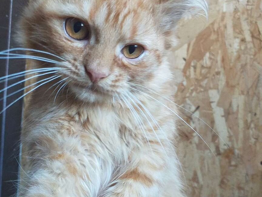 Кот