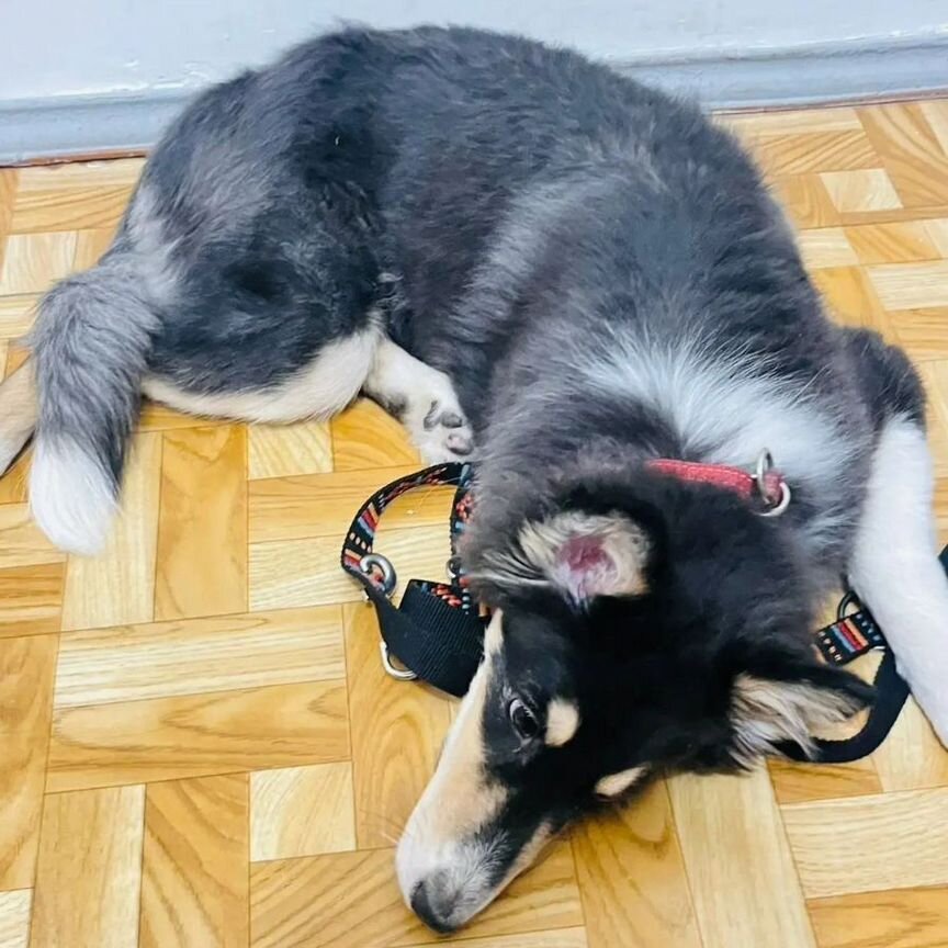 Щенок в добрые руки