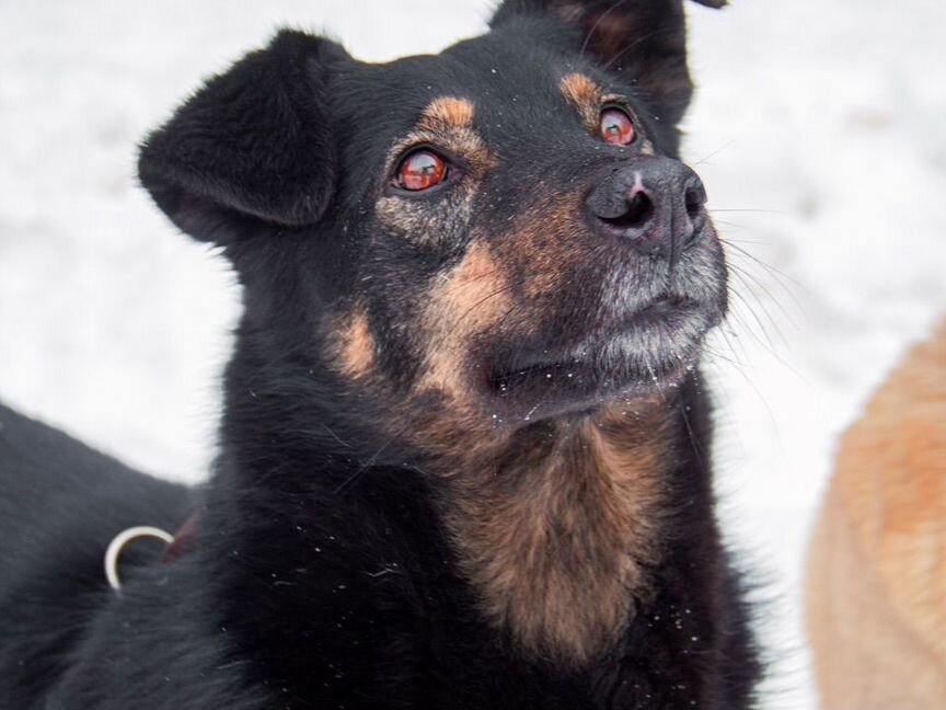 Берта - верный друг