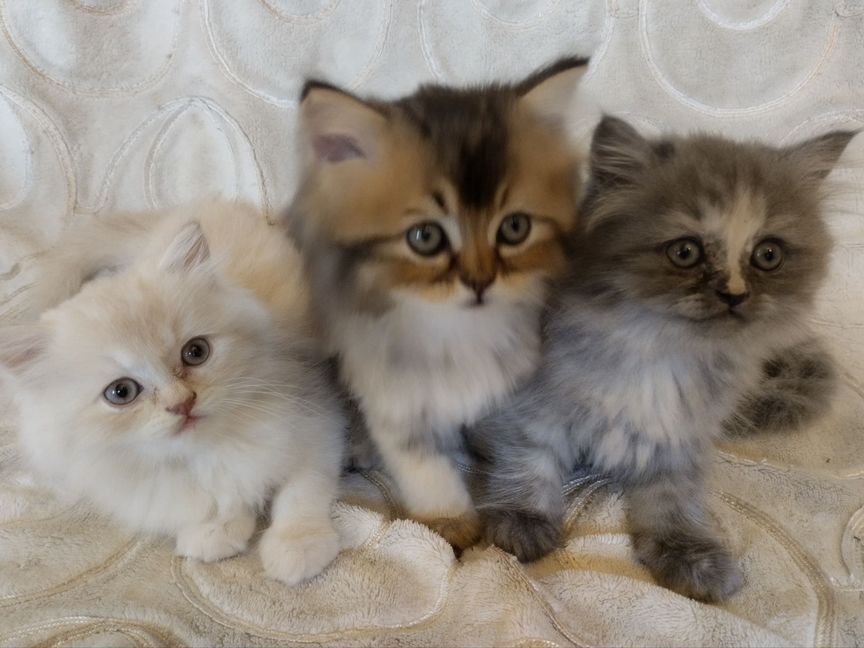 Британские котята