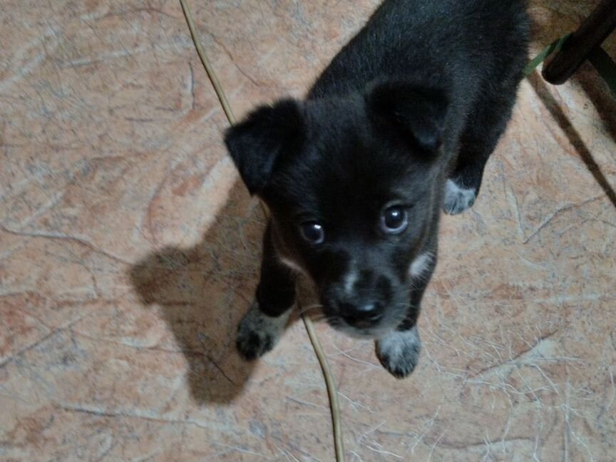 Щенок в добрые руки