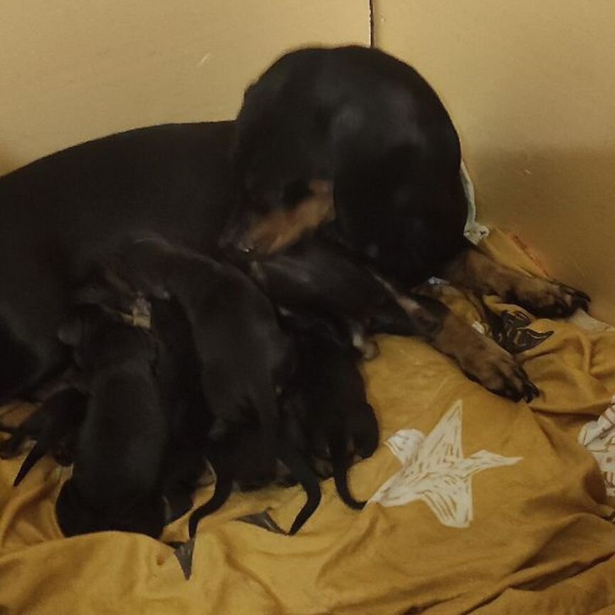 Такса, щенок