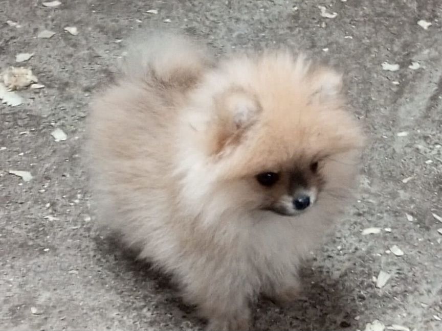 Малый немецкий шпиц